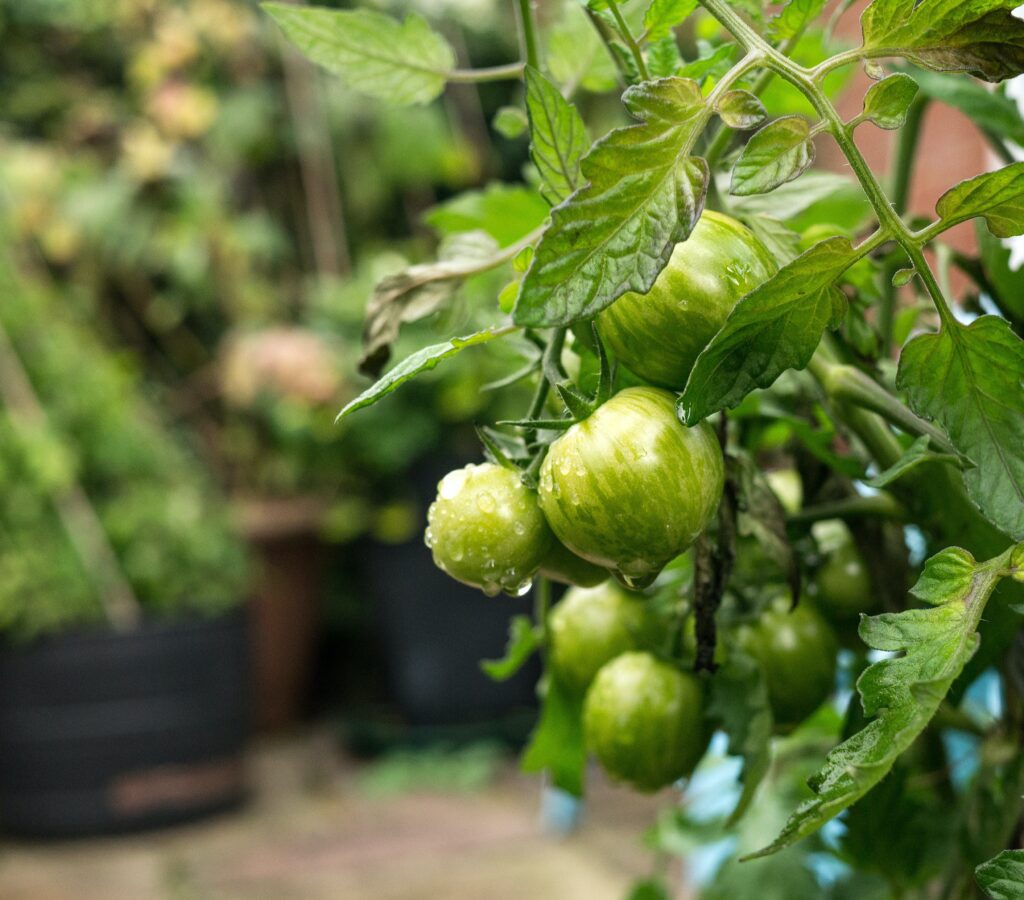 8 Essential Tips for Growing Cherry Tomatoes in Pots - Cultivating ...
