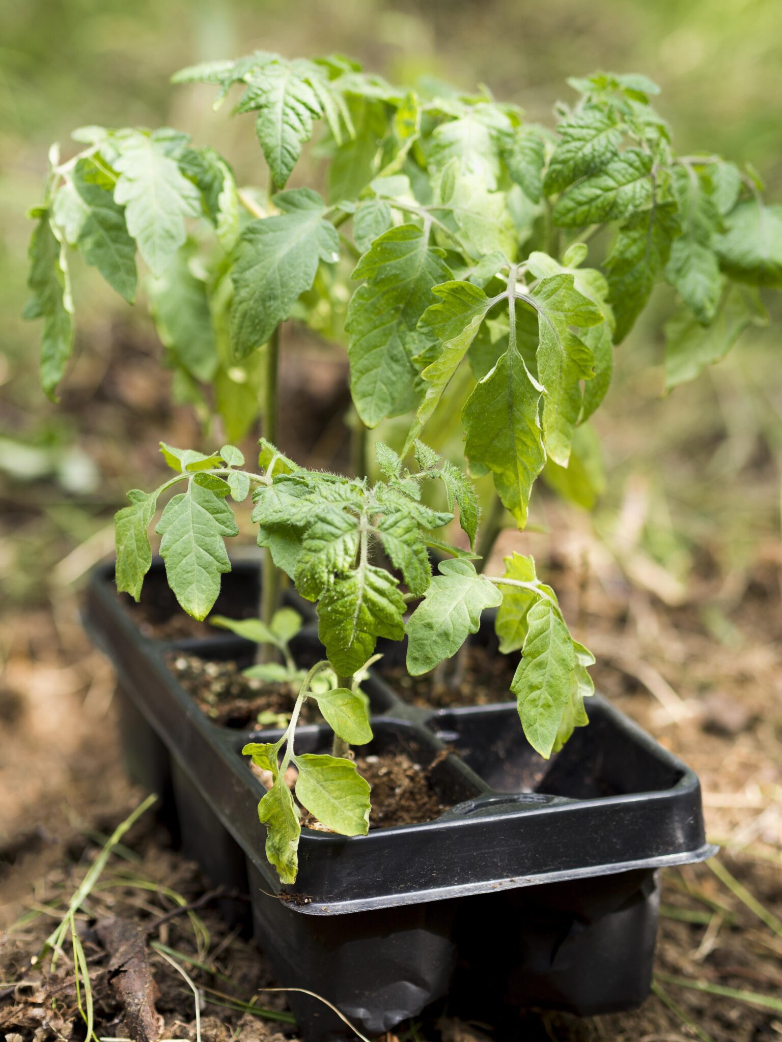 8 Essential Tips for Growing Cherry Tomatoes in Pots - Cultivating ...