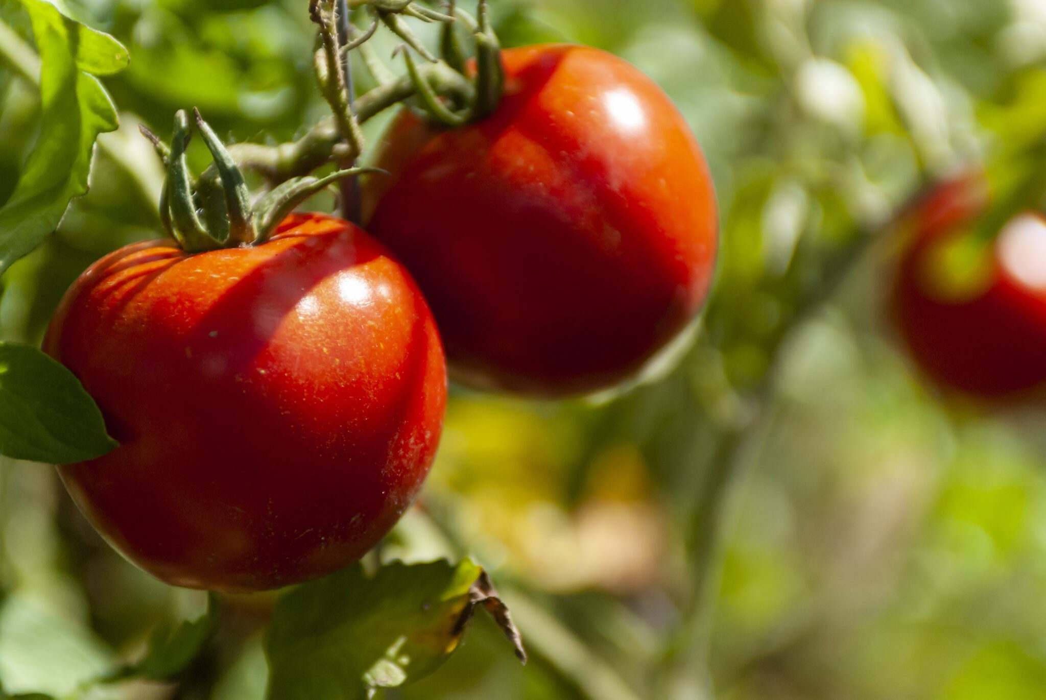 Watering Tomatoes in Pots Like a Pro: Secrets of Experienced Gardeners ...