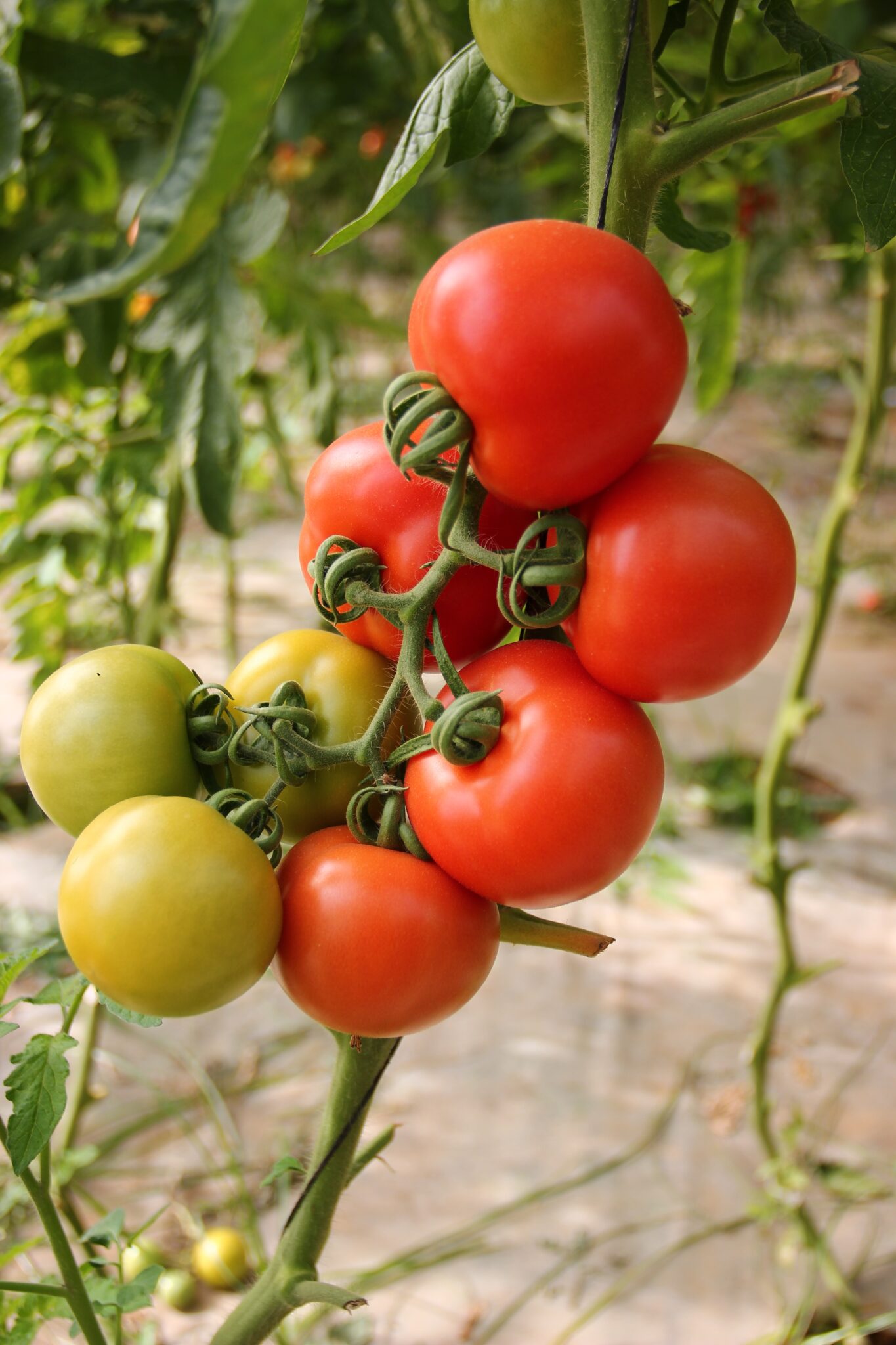 Watering Tomatoes in Pots Like a Pro: Secrets of Experienced Gardeners ...