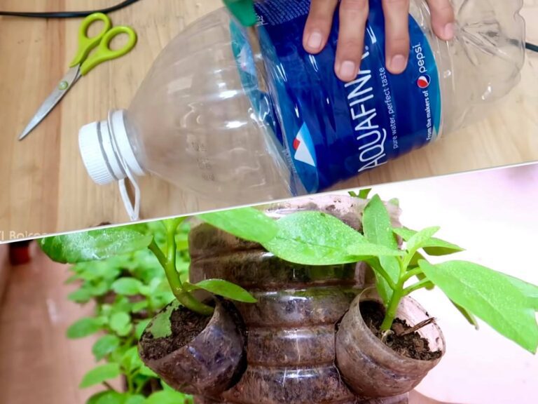 Growing Vegetables In Plastic Bottles for Bountiful Harvest ...