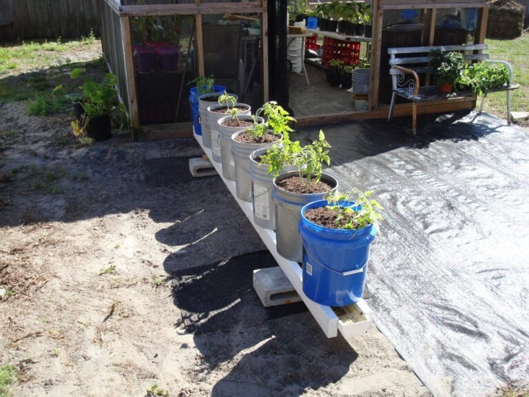 The Best Way to Grow Tomatoes in Buckets: Maximizing Yield ...