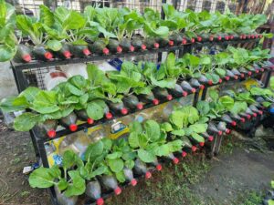 Growing Vegetables In Plastic Bottles for Bountiful Harvest ...