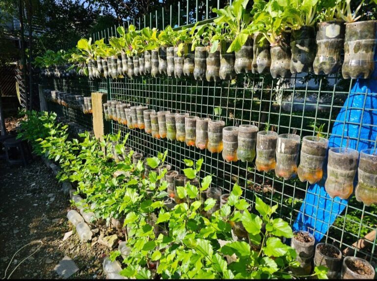 Growing Vegetables In Plastic Bottles for Bountiful Harvest ...