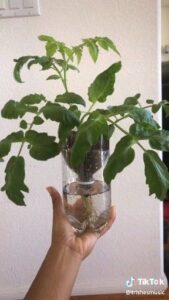 Growing Vegetables In Plastic Bottles for Bountiful Harvest ...