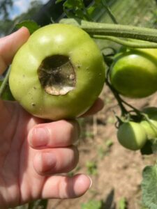 Potted Tomatoes Rotting Bottom: Causes and Cures - Cultivating Green Spaces