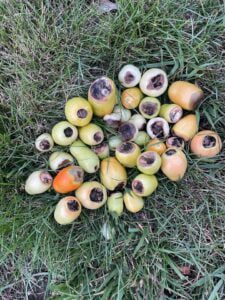 Potted Tomatoes Rotting Bottom: Causes and Cures - Cultivating Green Spaces