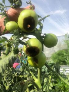 Potted Tomatoes Rotting Bottom: Causes and Cures - Cultivating Green Spaces