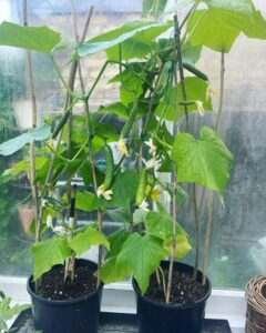 Growing Cucumbers In Containers from Seed: 10 Tips For High Yield ...