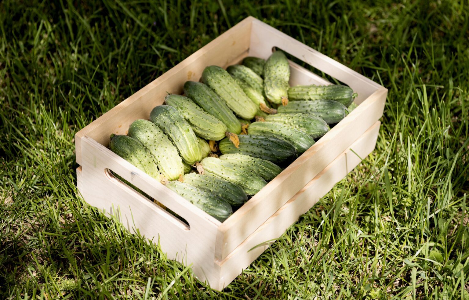 When To Harvest Cucumbers From Garden For Maximum Flavor - Cultivating ...