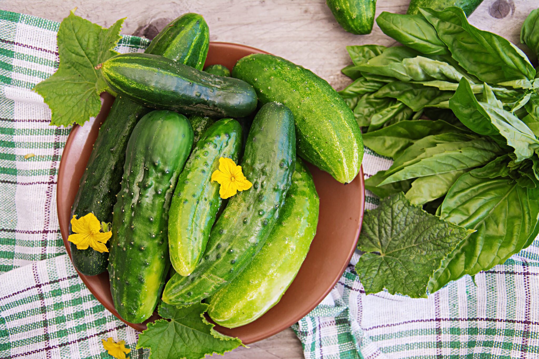 When To Harvest Cucumbers From Garden For Maximum Flavor - Cultivating ...
