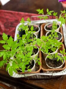 Overwatering Tomato Seedlings: A Guide to Avoid Disaster - Cultivating ...