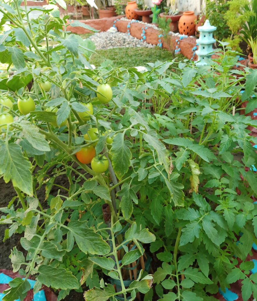 Growing Tomatoes Without Stakes For Upright And Healthy Plants ...