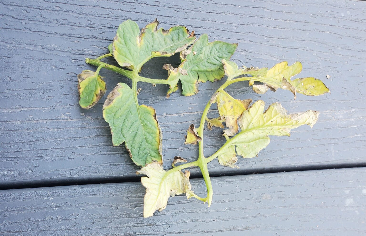 Signs of Underwatered Tomato Plants - Spot, Revive, and Thrive ...