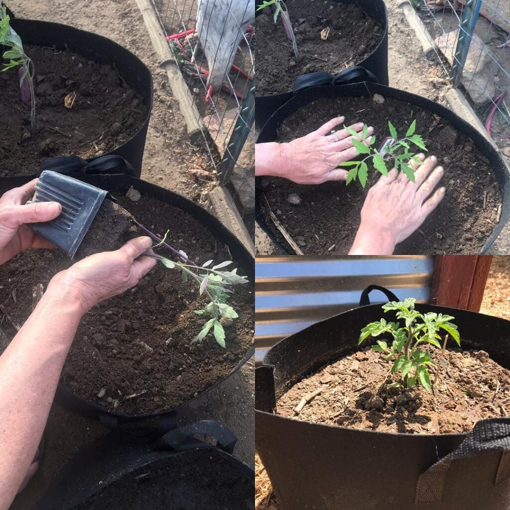 Growing Tomato Plants in Grow Bags: Beginner's Guide - Cultivating ...