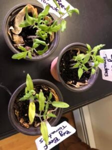 Overwatering Tomato Seedlings: A Guide to Avoid Disaster - Cultivating ...