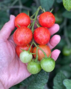 Growing Fall Tomatoes: The Ultimate Guide - Cultivating Green Spaces