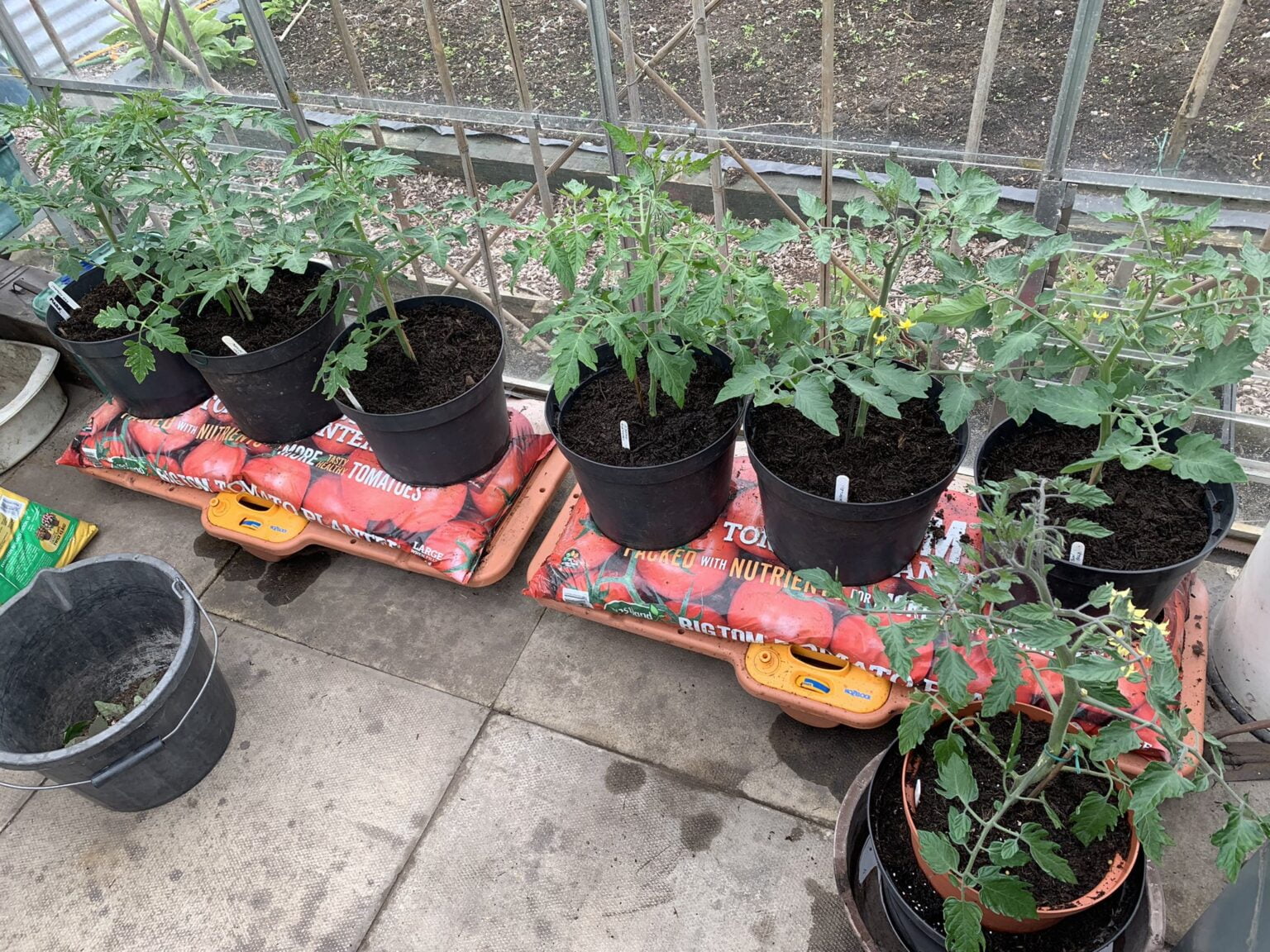 When To Feed Tomato Plants In Pots For Thriving, Lush Tomatoes ...