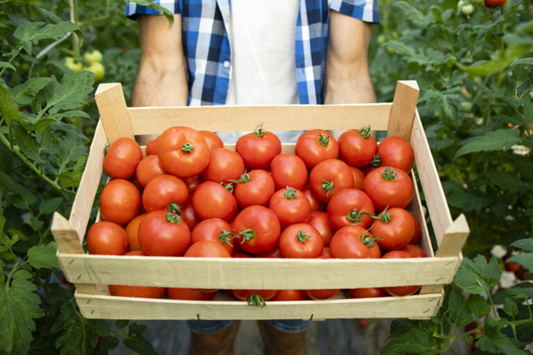 When to Pick Tomatoes For Best Taste: Expert Tips - Cultivating Green ...