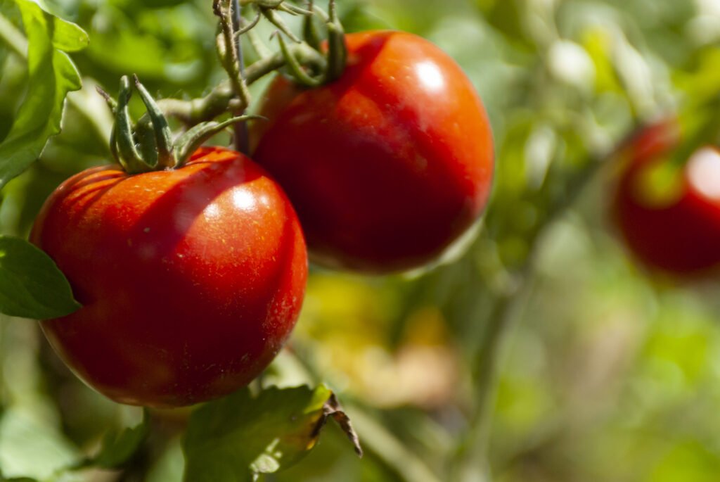 Growing Fall Tomatoes: The Ultimate Guide - Cultivating Green Spaces