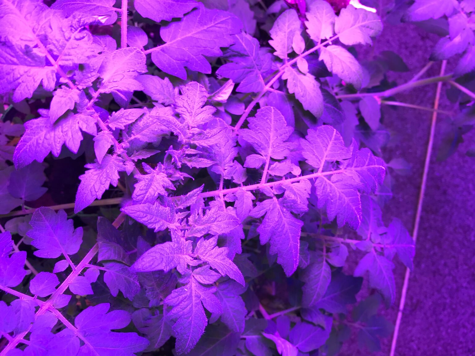 Protecting Tomato Plants from Cold Temperatures: A Comprehensive Guide ...