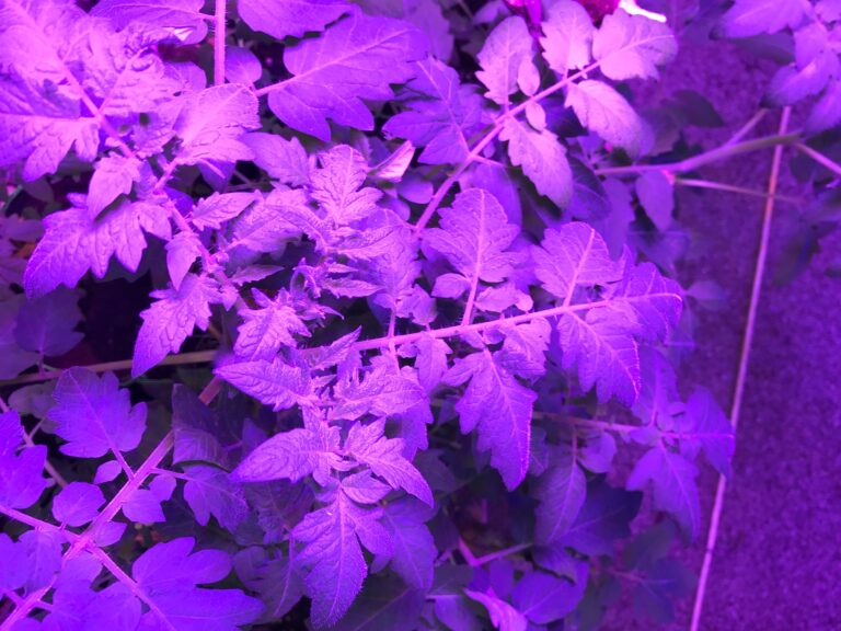 Protecting Tomato Plants from Cold Temperatures: A Comprehensive Guide ...