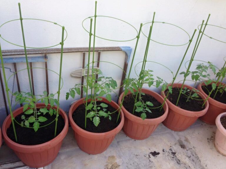 Protecting Tomato Plants from Cold Temperatures: A Comprehensive Guide ...