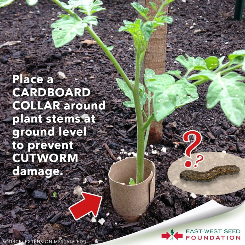 What is Eating My Tomato Plant Stems: Identifying and Controlling ...