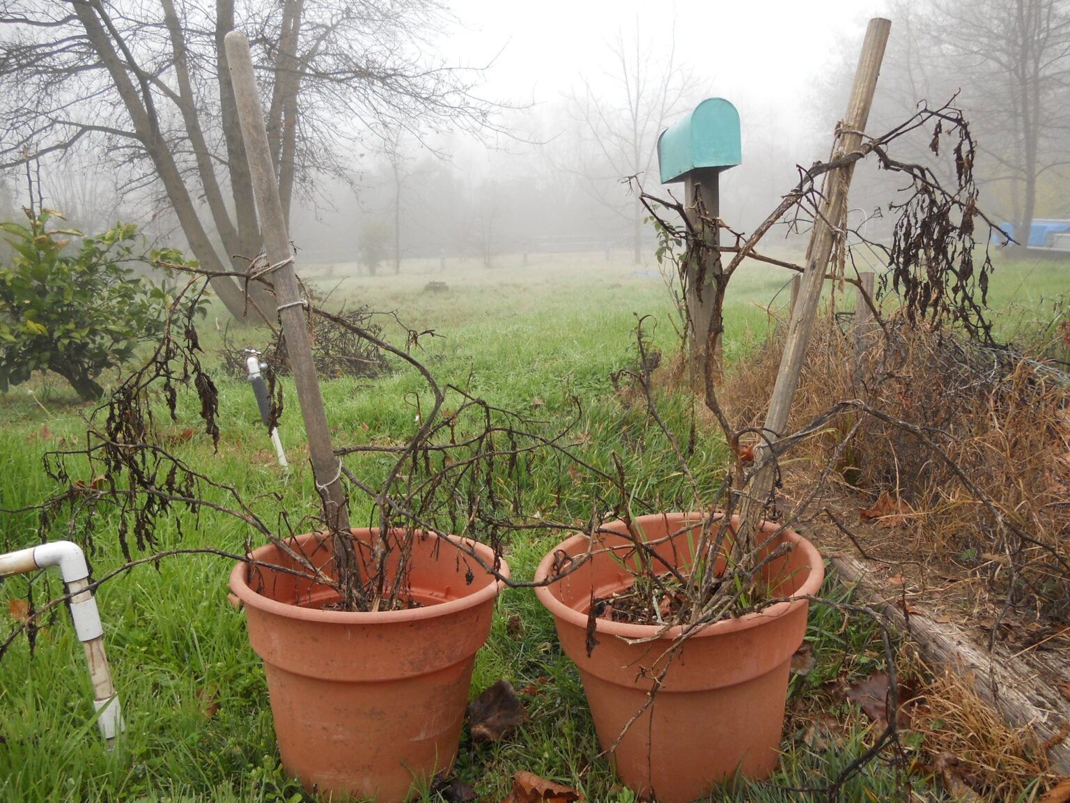 Protecting Tomato Plants from Cold Temperatures: A Comprehensive Guide ...