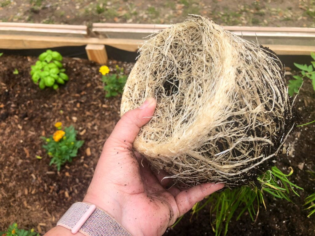 Root Bound Tomato Plant Symptoms: Tips for Recovery - Cultivating Green ...