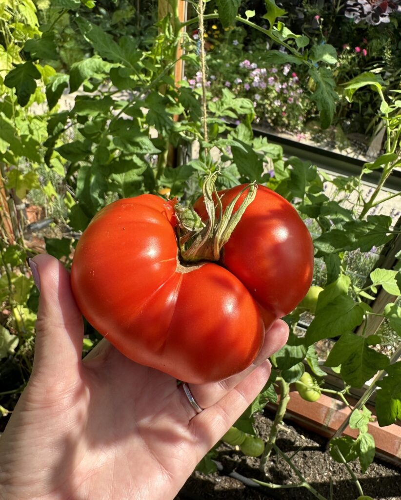The Best Fall Tomato Varieties for Your Autumn Garden - Cultivating ...