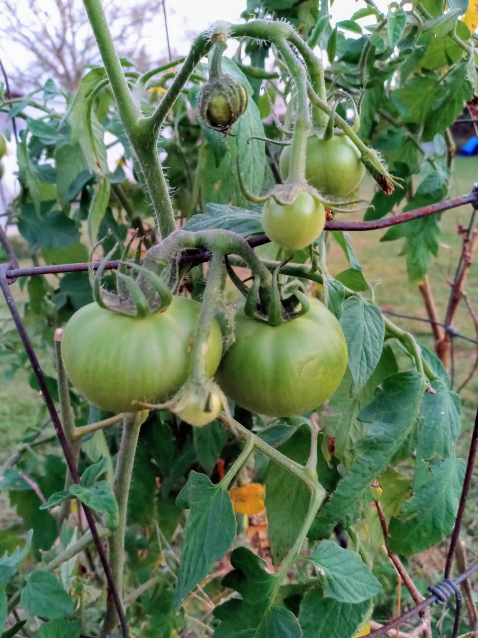 The Best Fall Tomato Varieties for Your Autumn Garden - Cultivating ...