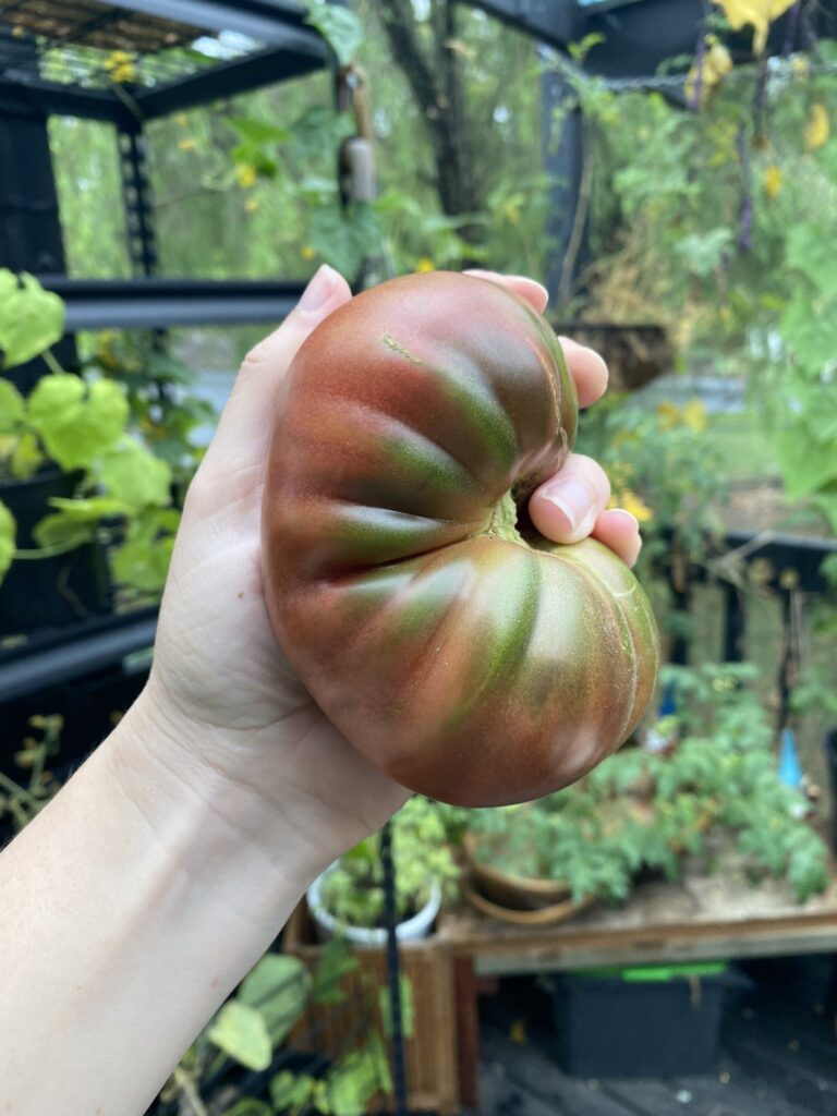 The Best Fall Tomato Varieties for Your Autumn Garden - Cultivating ...