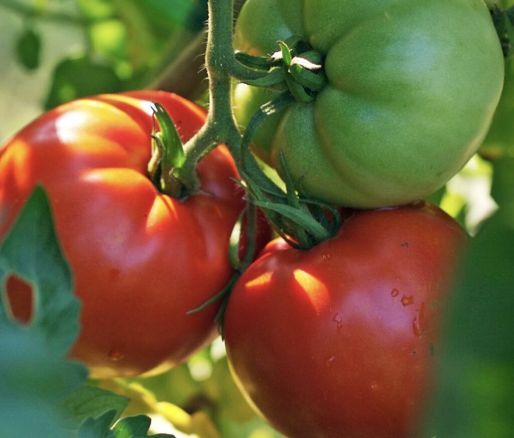 The Best Fall Tomato Varieties for Your Autumn Garden - Cultivating ...