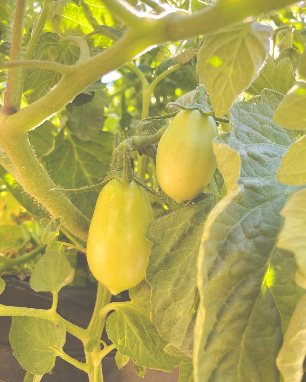 The Best Fall Tomato Varieties for Your Autumn Garden - Cultivating ...
