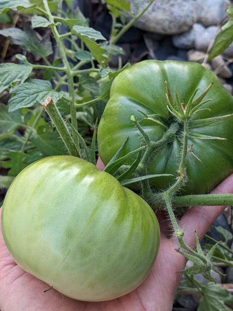 The Best Fall Tomato Varieties for Your Autumn Garden - Cultivating ...