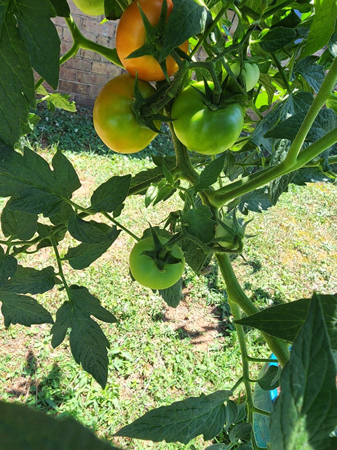 How to Harvest Tomatoes in the Fall: A Comprehensive Guide ...