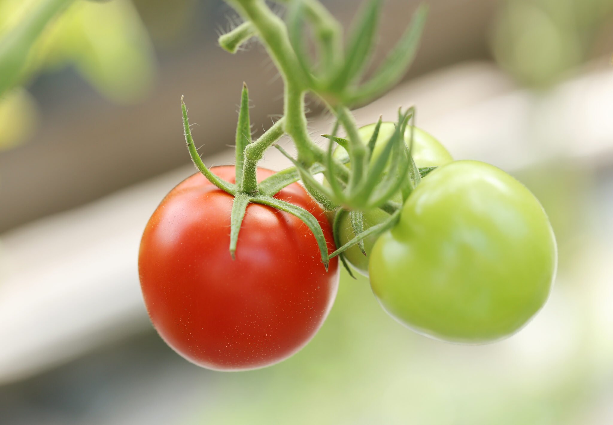 The Best Fall Tomato Varieties for Your Autumn Garden - Cultivating ...