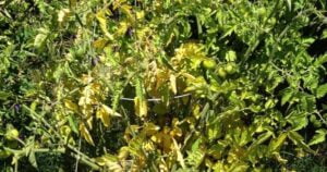 Iron Deficiency In Tomato Plants: Signs & Solutions - Cultivating Green ...