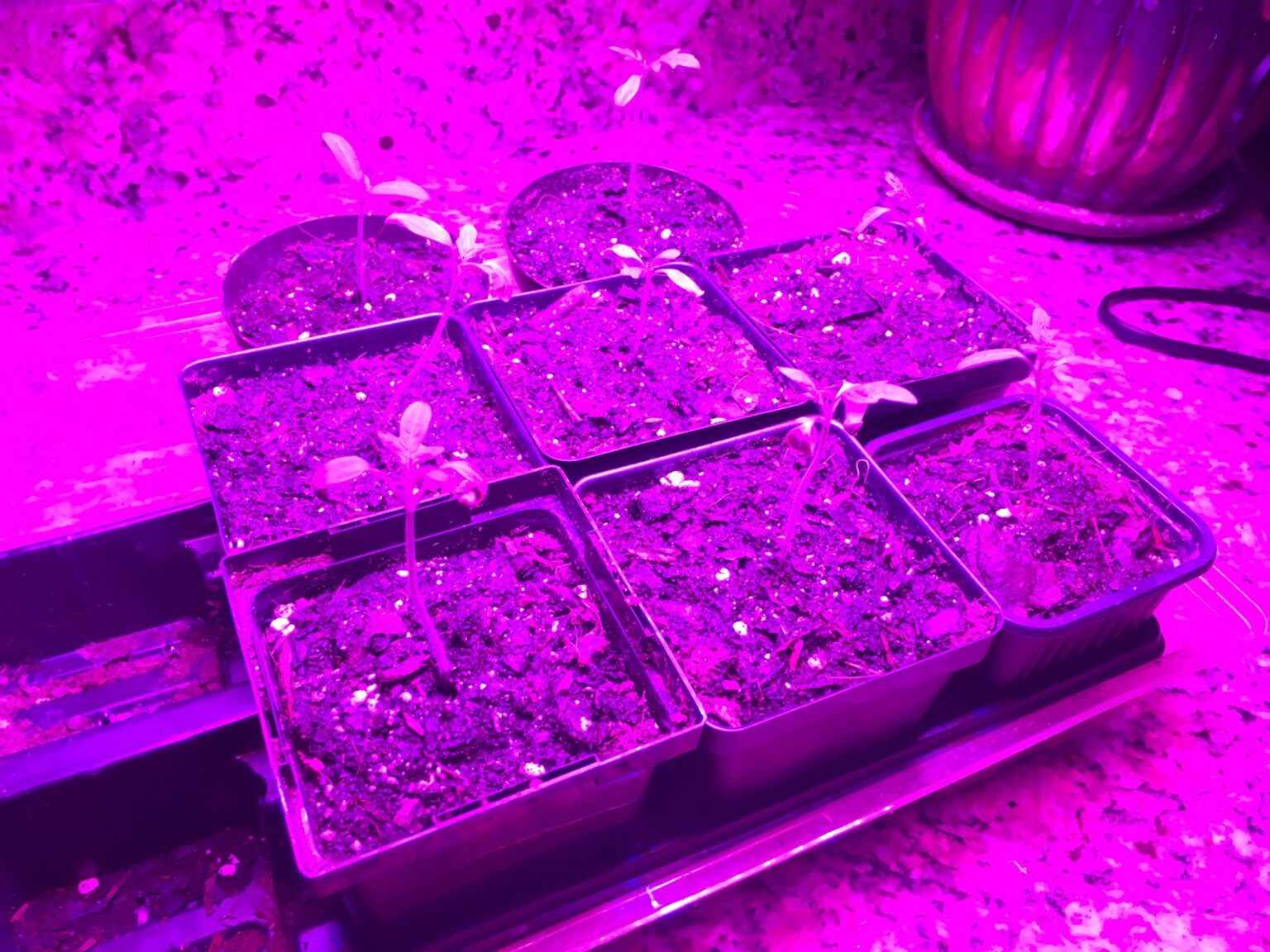 Growing Tomatoes Indoors with Artificial Light: Step-by-Step Guide ...
