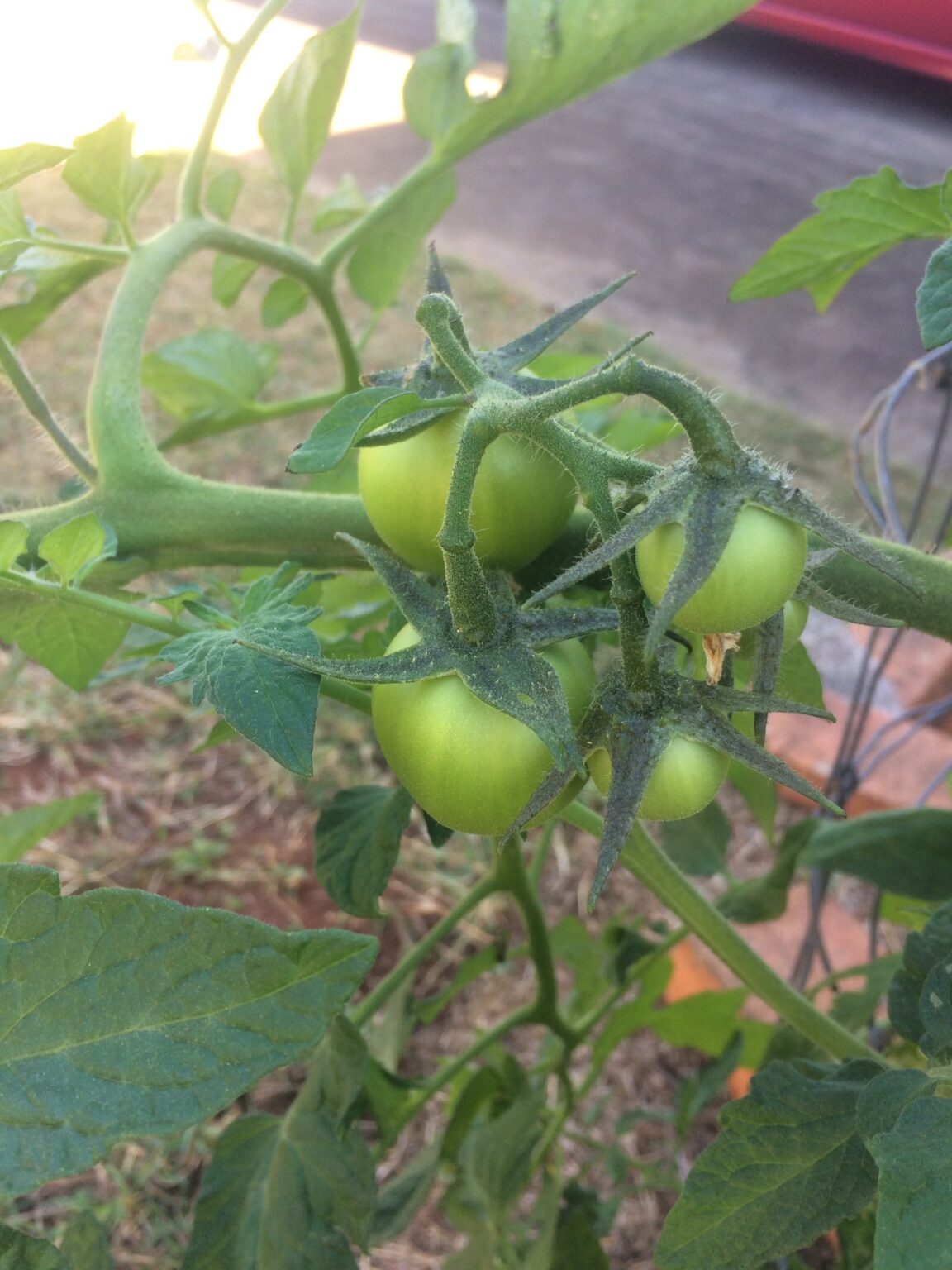 What Is Too Cold For Tomato Plants: Tomato Survival Guide - Cultivating ...