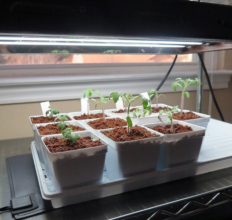 Growing Tomatoes Indoors with Artificial Light: Step-by-Step Guide ...