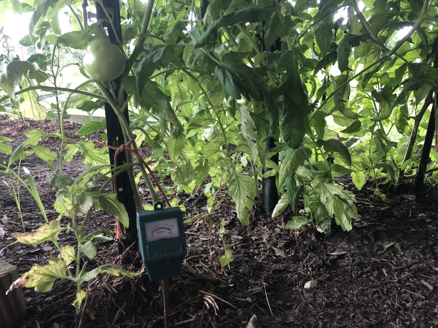 How to Use a Tomato Moisture Level Meter to Grow Perfect Tomatoes ...