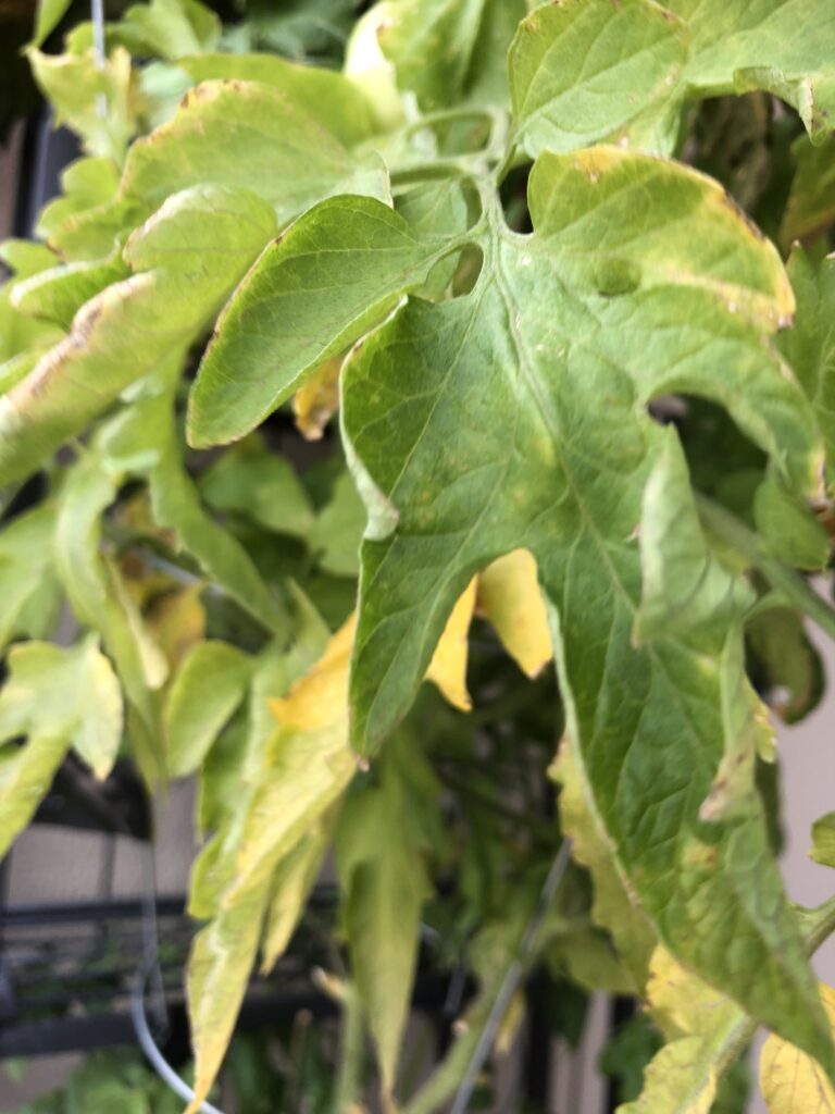 Potassium Deficiency in Tomato Plants: Signs & Solutions - Cultivating ...