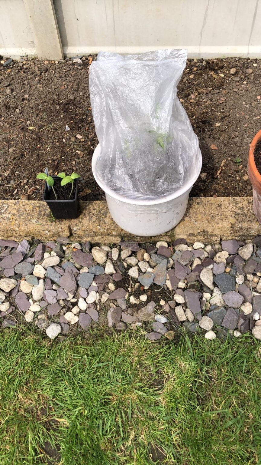 What Is Too Cold For Tomato Plants: Tomato Survival Guide - Cultivating ...