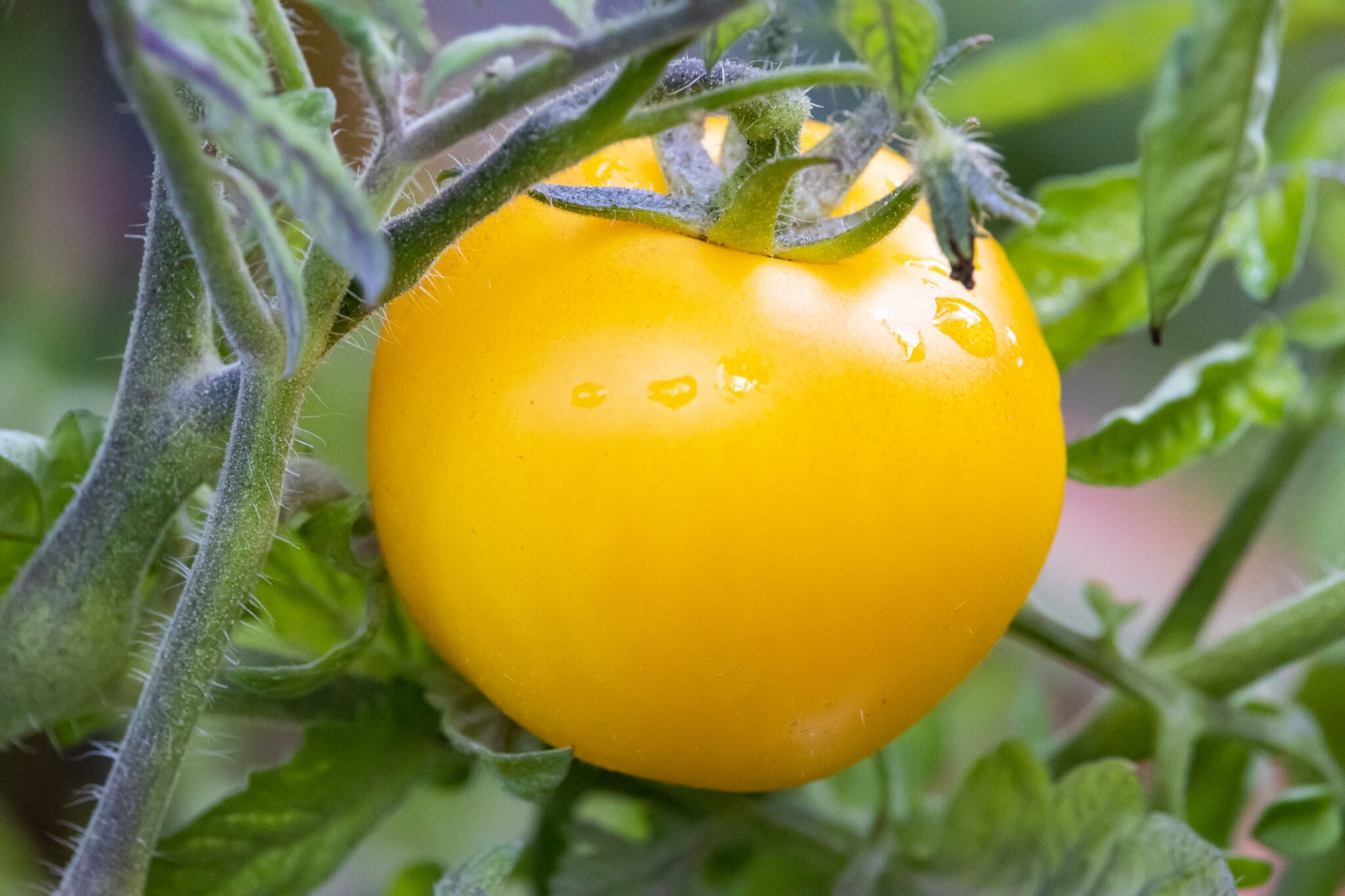 What Is Too Cold For Tomato Plants: Tomato Survival Guide - Cultivating ...