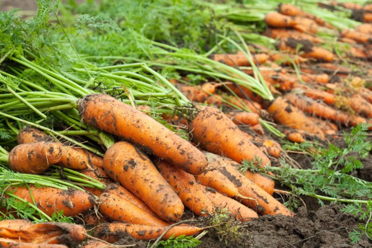 18 Best Veggies To Plant In Fall For A Bountiful Autumn Harvest ...