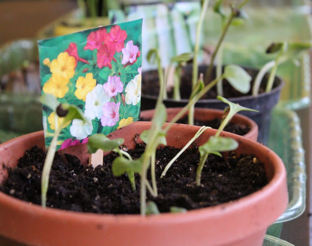 Tiny Triumphs: 5 Simple Steps for Your Small Indoor Seed Starting Setup ...