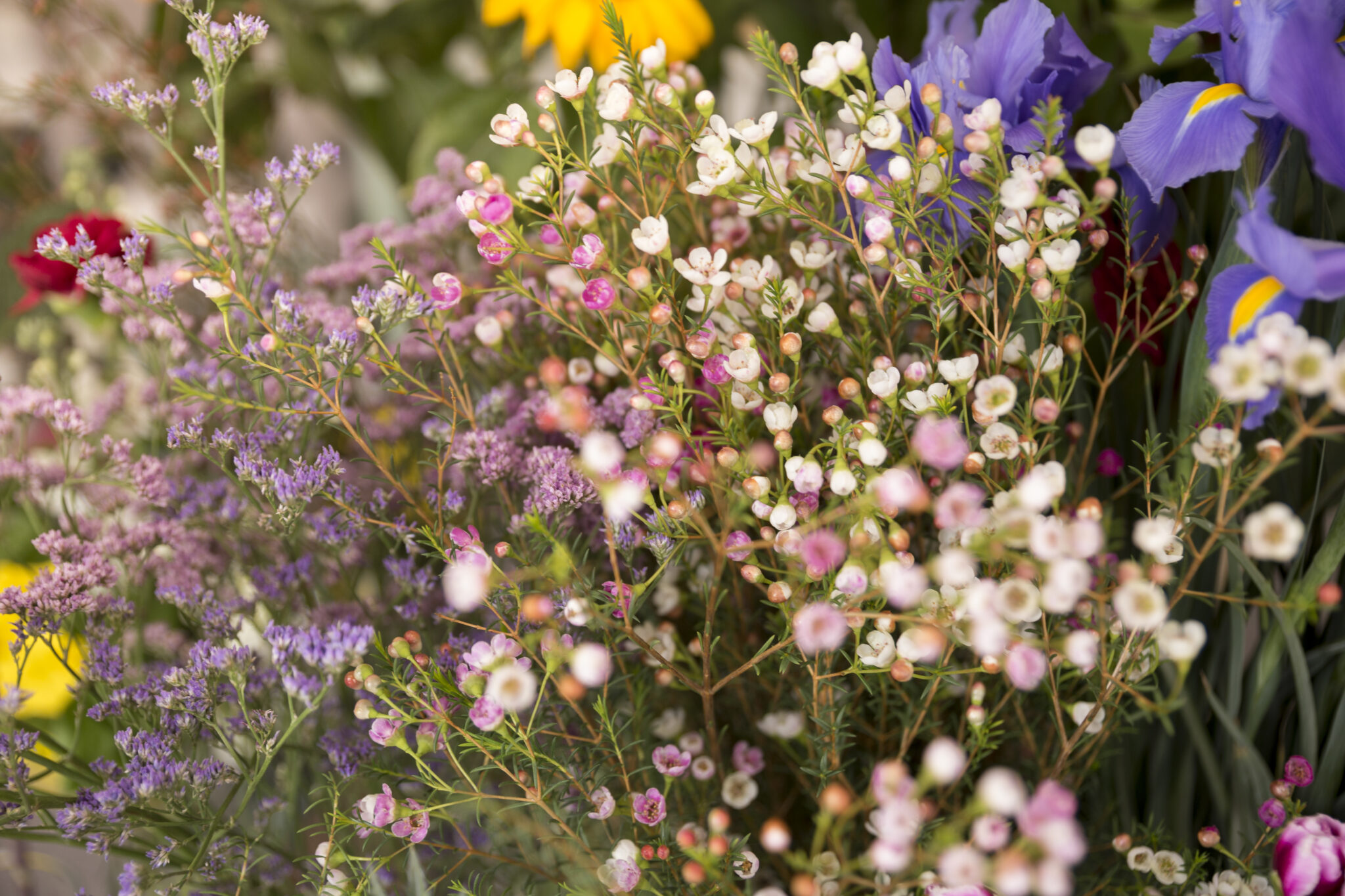 10 Wildflower Garden Care Secrets for an Enchanting Oasis - Cultivating ...