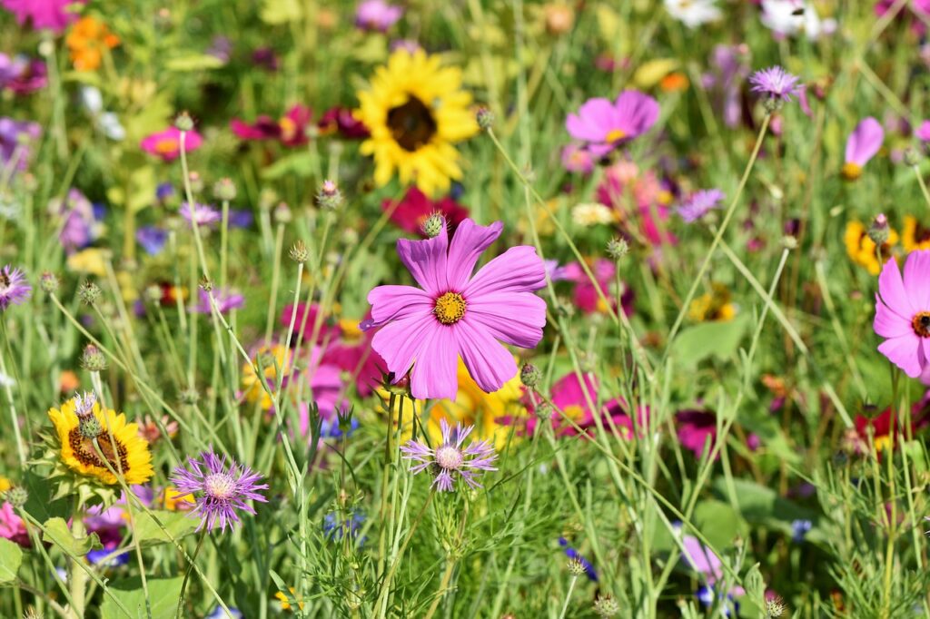 Patch of Paradise: 12 Native Marvels for Your Front Yard Wild Flower ...